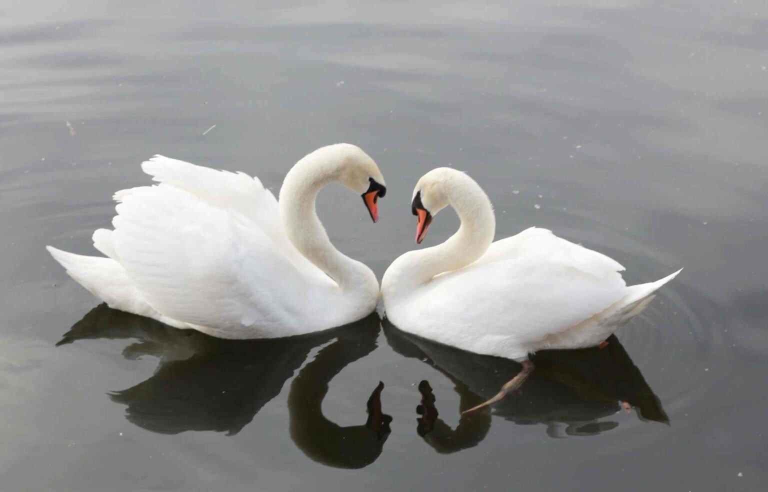 Romantic Symbols of Love and Their Deeper Meanings